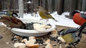 На кормушку прилетели Большие Синицы, Воробьи, Лазоревки, Снегири и Зеленушки (19.01.2025 года)