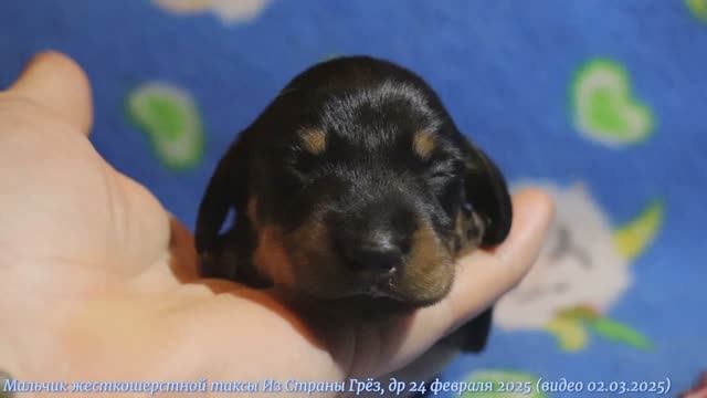 мальчик жесткошерстной таксы из Страны Грёз (д.р.24.02.2025)