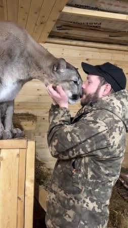 Пума - хищник который лучше людей