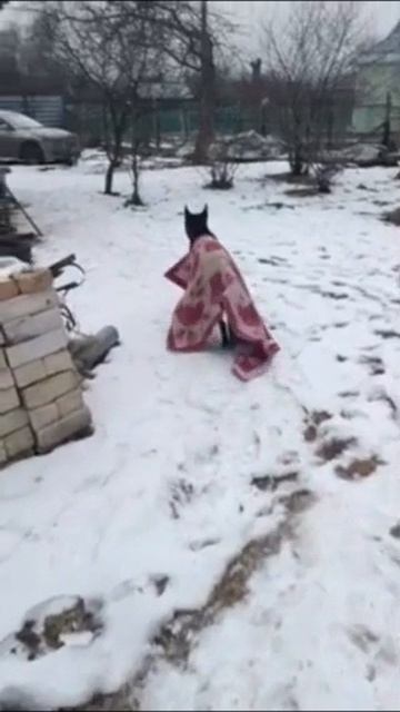 Просто понь.