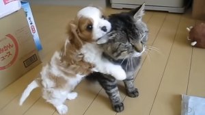 Коты против собак, 5. Кто кого?