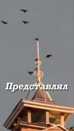 Минские вороны играют в царя горы)