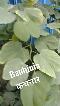 कचनार bauhinia (leguminosae) @BOTANY Lecture's