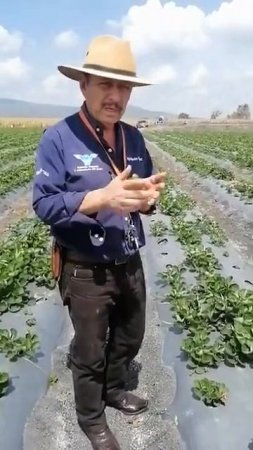 Fresa, como estimular floración  Ing  Alejandro Velázquez  Reunimex  2