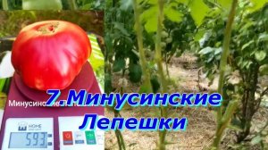 Лучшие минусинские сорта 2022 !