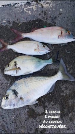 DORADE ET PAGEOT PIQUÉ AU COUTEAU DÉCORTIQUÉES EN DIGUE..🤙🤙🐟🎣