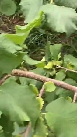 Фундук Шедевр Саженцы Россия | Shorts | Small Gardens