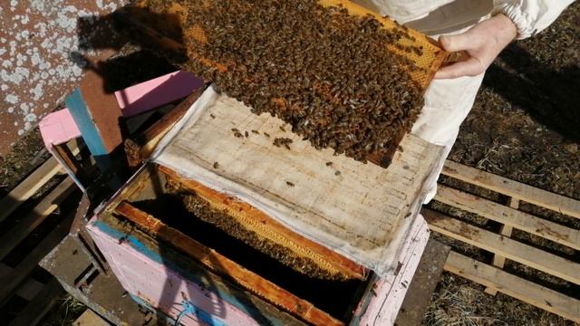 Первый мартовский осмотр пчёл после зимовки
