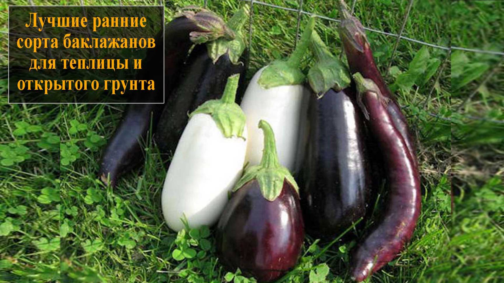 Лучшие ранние сорта баклажанов