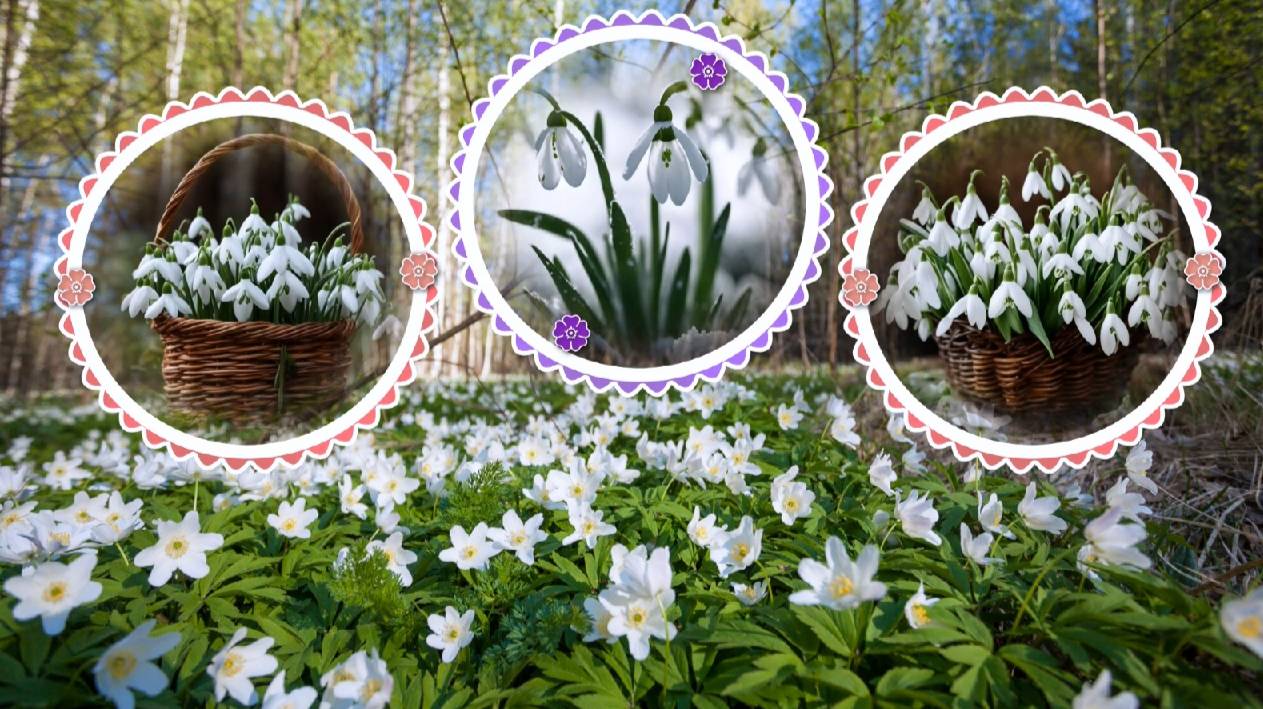 Весенние цветы.