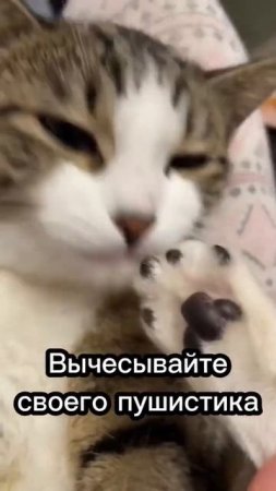 Что делать если кошке жарко?🐱🔥 #cat #catsfacts