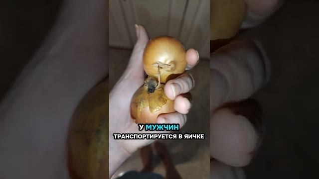 Лук и тестотеррн