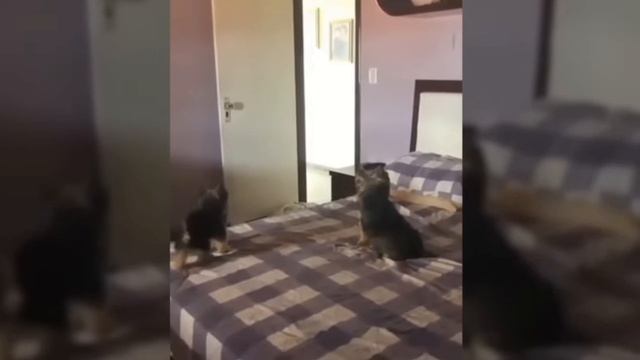 Фокус с исчезновением #dogs