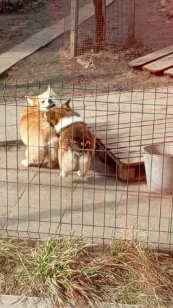 корги