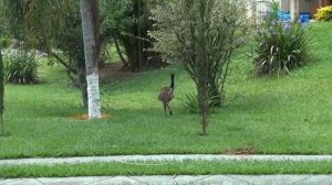 EMU 2
