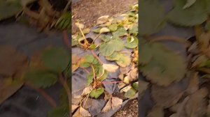 белокрылка ранней весной, что делать