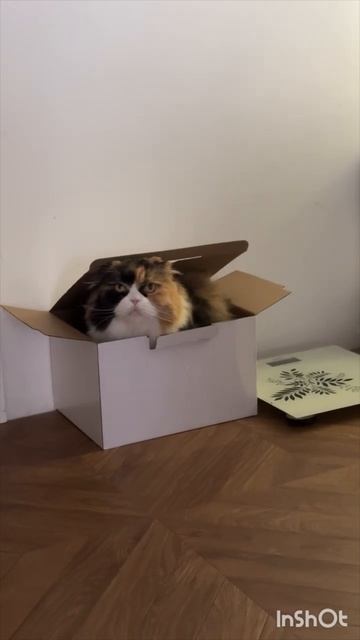 Смешные коты А Выши кошки любят коробки ? #shorts #смешныекоты