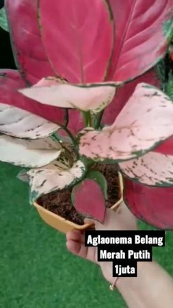 AGLAONEMA MERAH PUTIH VERY CUTE| |Minat WA : 088228782964