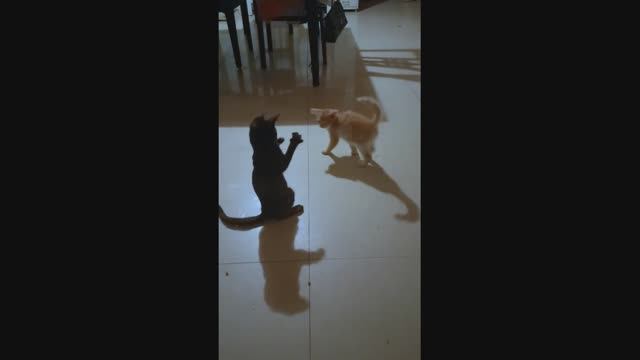 Коты "в деле"😉🤣