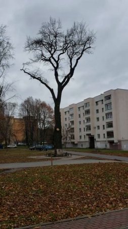 231107 Что случилось старинный дуб в честь отмены крепостного права 1861 бульвар Победы город Орёл