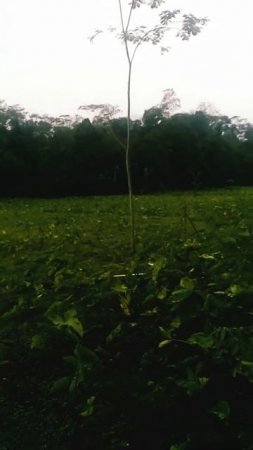 tanah penuh tanaman talas #shorts