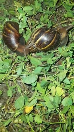 #Shorts to the west - snail p2404