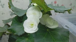 Бегония Клара (гр. Элатиор) и листовые черенки