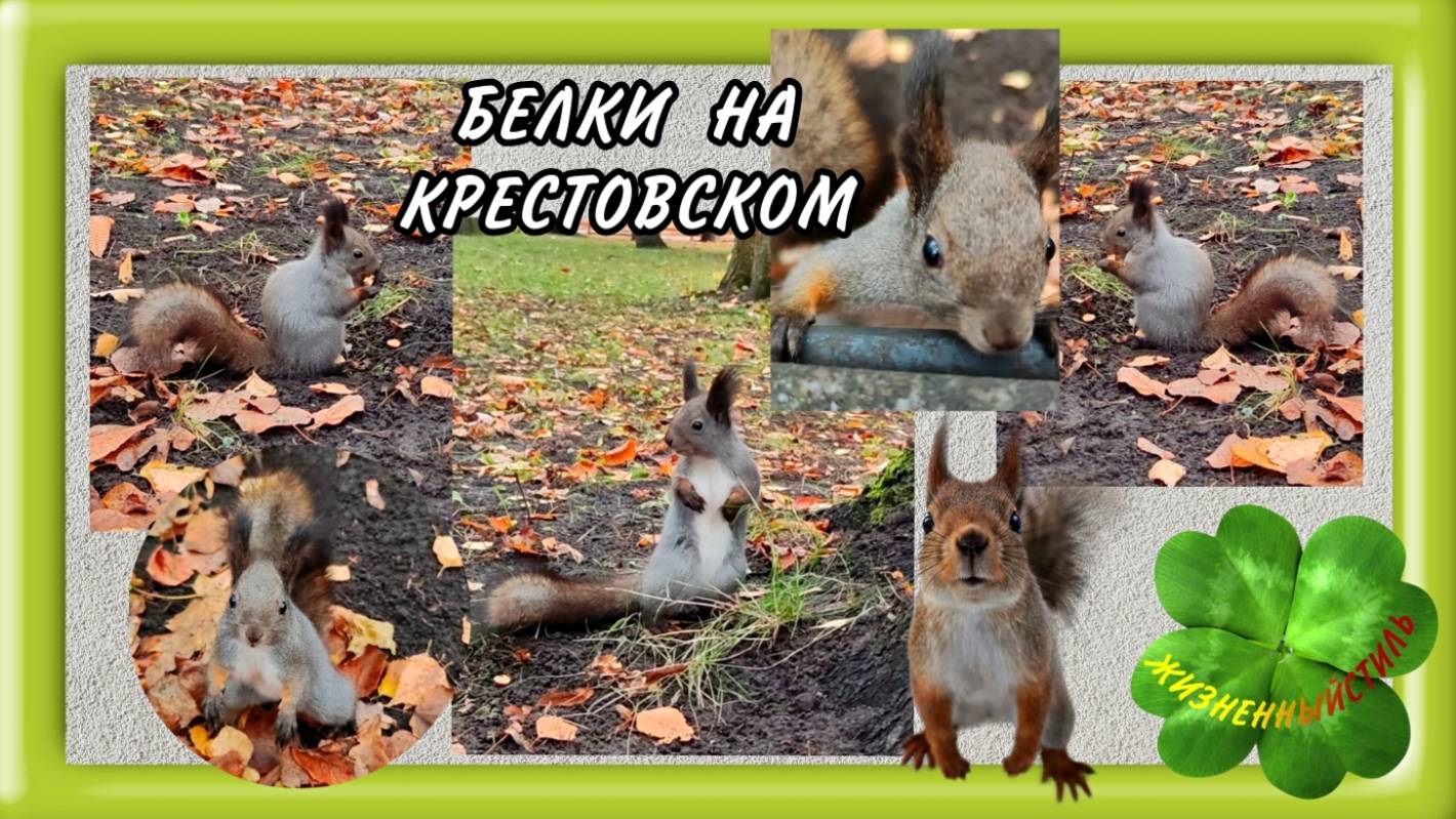 БЕЛКИ НА КРЕСТОВСКОМ + БЕЛКИ ИЗ ПОЛИМЕРНОГО МАТЕРИАЛА