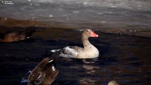 На пруду весенние заботы: гуси моют перья. Ленинградский зоопарк