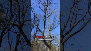 Рецепт Чингисхана - мощнейшая чистка от паразитов