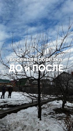 Весенняя обрезка деревьев: до и после