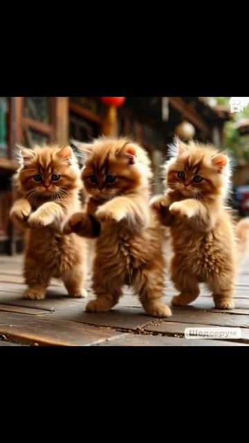 Танцующие котята