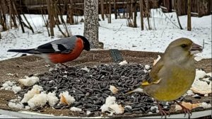 ВидеоОхота на Птиц (20.01.2025 года)