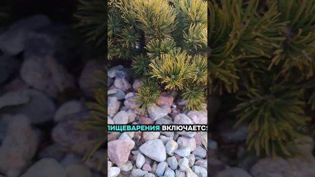 САМАЯ ВРЕДНАЯ ЕДА ДЛЯ ПЕЧЕНИ