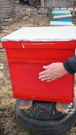 Смотровой улей весной 🌺🐝🌺🐝🪻🏡 shorts