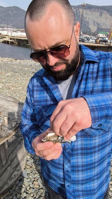 Устрицы из Анапы. Пробую первый раз) Вкуса мазута нет)