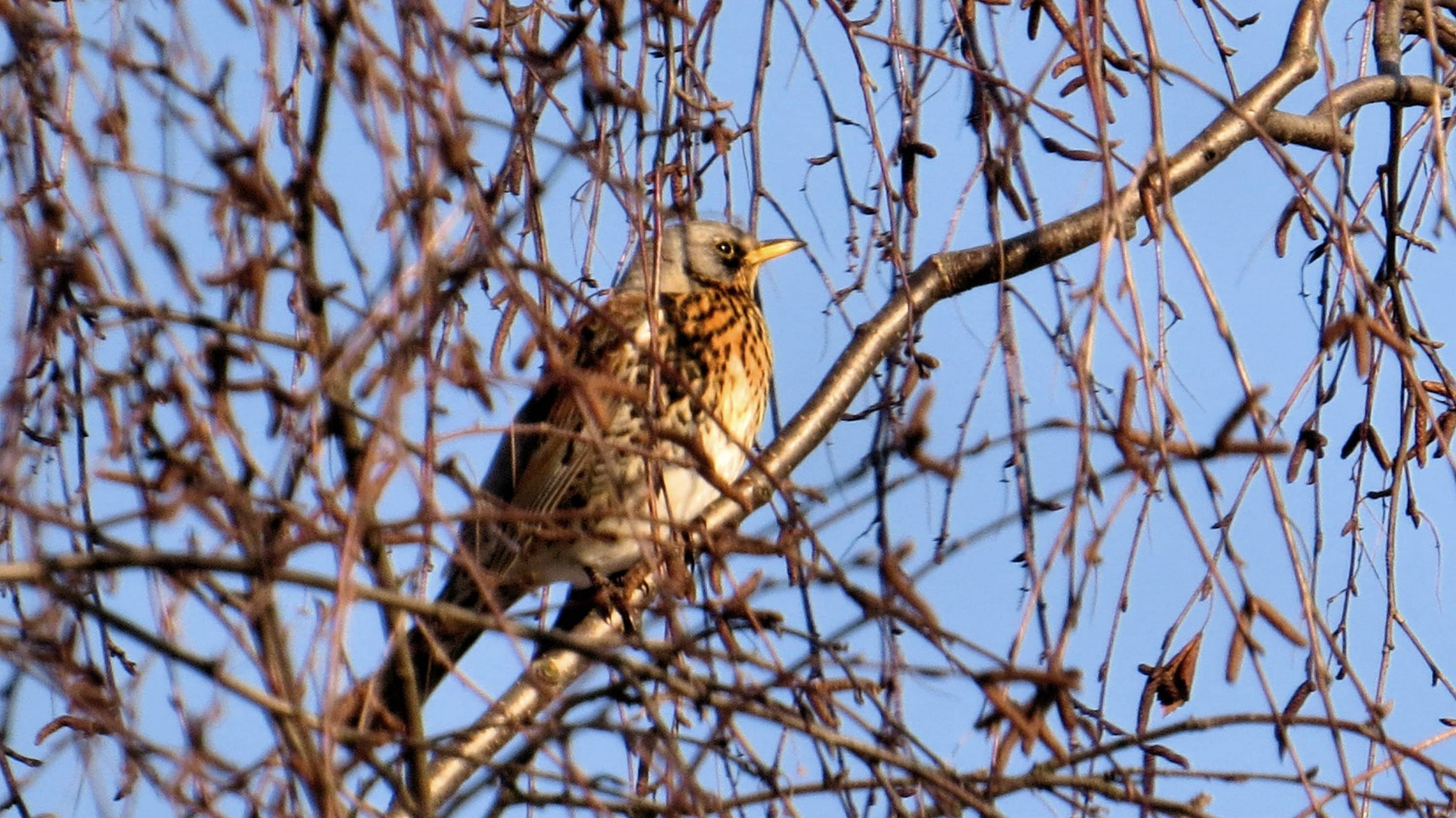 Дрозды-рябинники