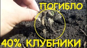 40% КЛУБНИКИ ПОГИБЛО. ОШИБКА ПРИ ПОСАДКЕ КЛУБНИКИ. МОРОЗ ВЫДАВИЛ КЛУБНИКУ. ГЛАВНОЕ НЕ УНЫВАТЬ.