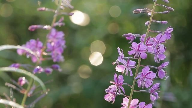 Арей (Релакс)