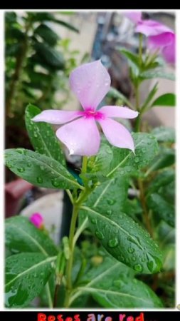 Flower's photography on rainy day [pink rose moss and purple rose periwinkle] #shorts
