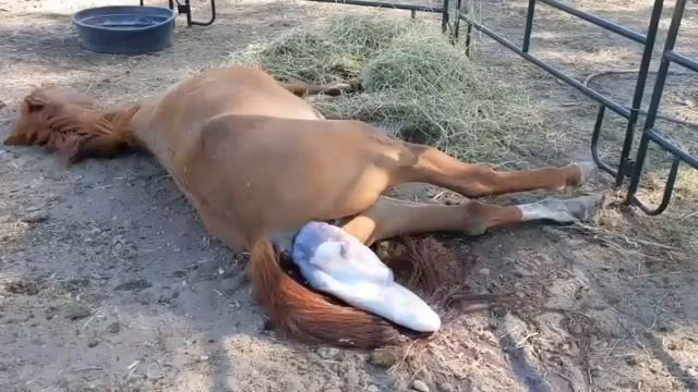 Лошадь рожает - 2021 год (uu)