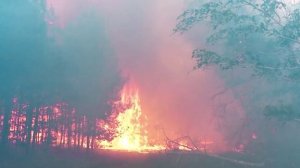Пал травы – опасность для природы и человека