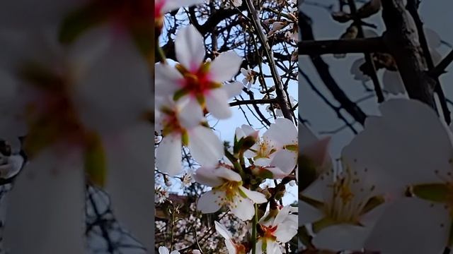 Цветущего миндаля много не бывает. Новый Свет. Март 2025.