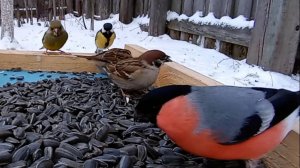 На кормушку прилетели Большаки, Воробьи, Зеленушки, Снегири, Голуби и Лазоревки (23.01.2025 года)