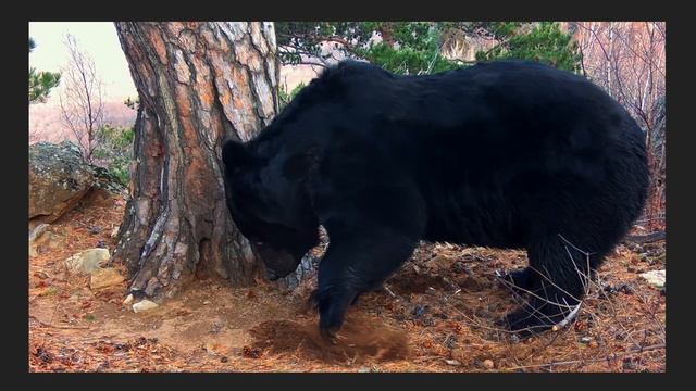 Трейлер фильма «Ловушка для тигра»