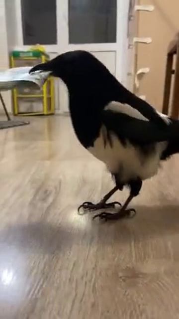 бабки