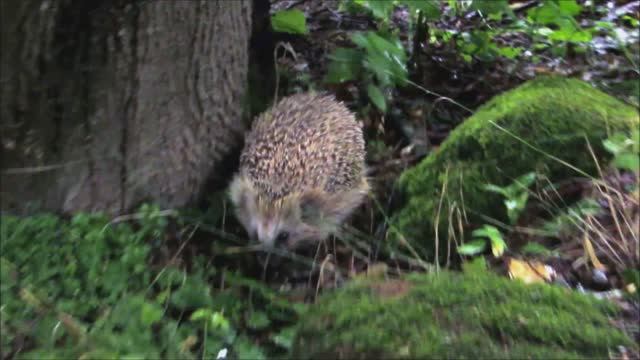 Ёжик пробегал