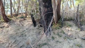 Прогулка из Парнаута к санаторию Смецкого
