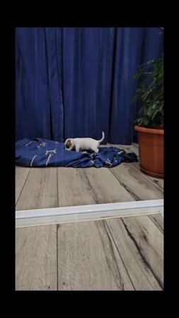 Приключения Баксика...