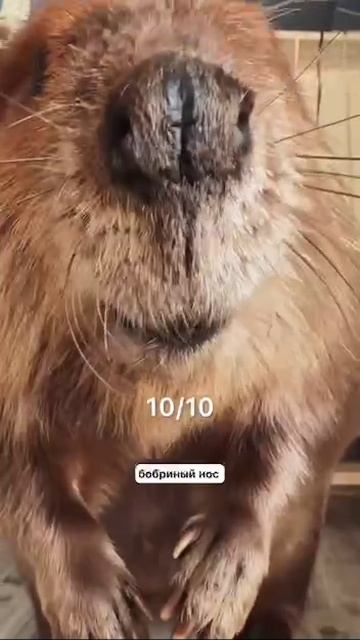 бобр добр